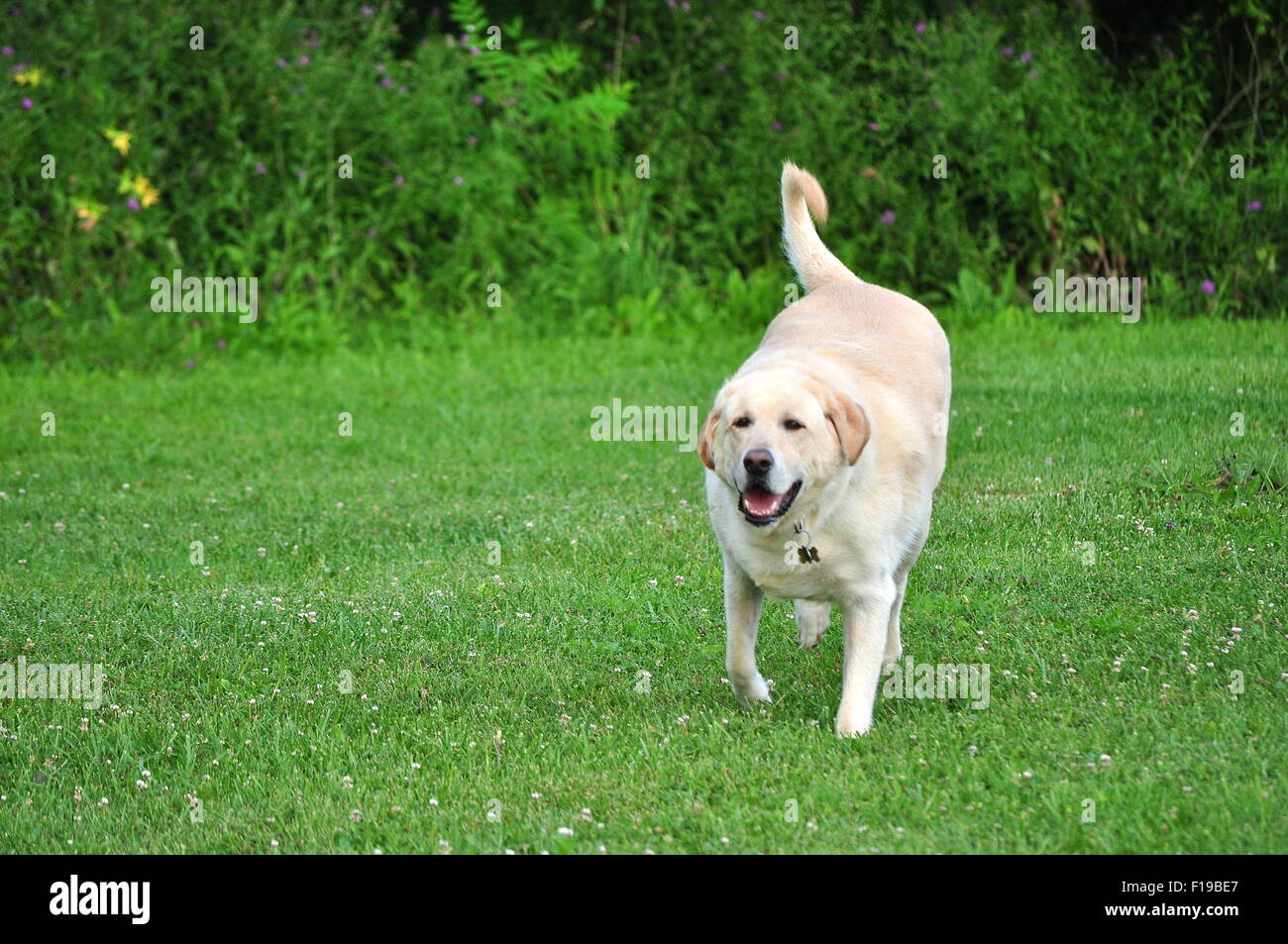 Yellow Labrador Retriever Stock Photo - Alamy