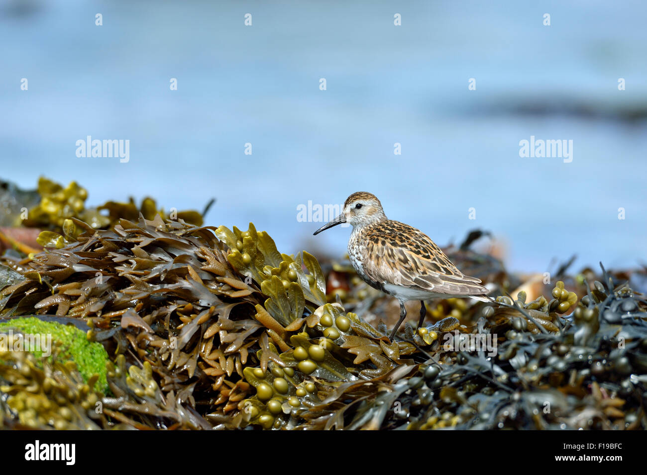 Alpine beach hi-res stock photography and images - Alamy