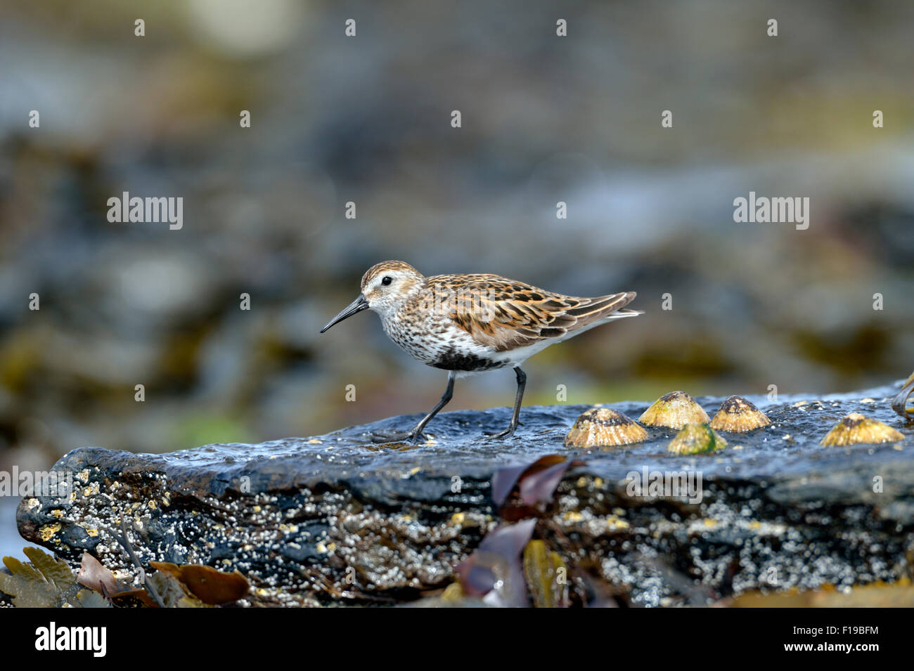 Alpine habitat summer hi-res stock photography and images - Alamy