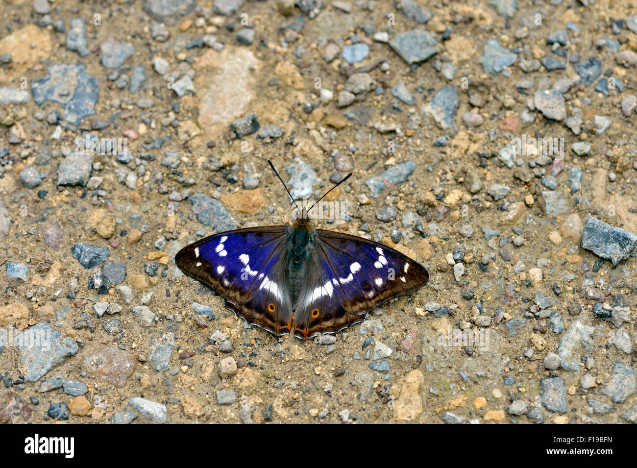 Purple emperor butterfly (Apatura iris) UK Stock Photo - Alamy