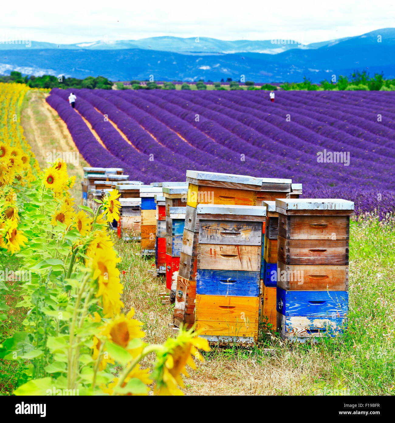 beautiful blooming field of lavander and sunflowers with beehives Stock ...
