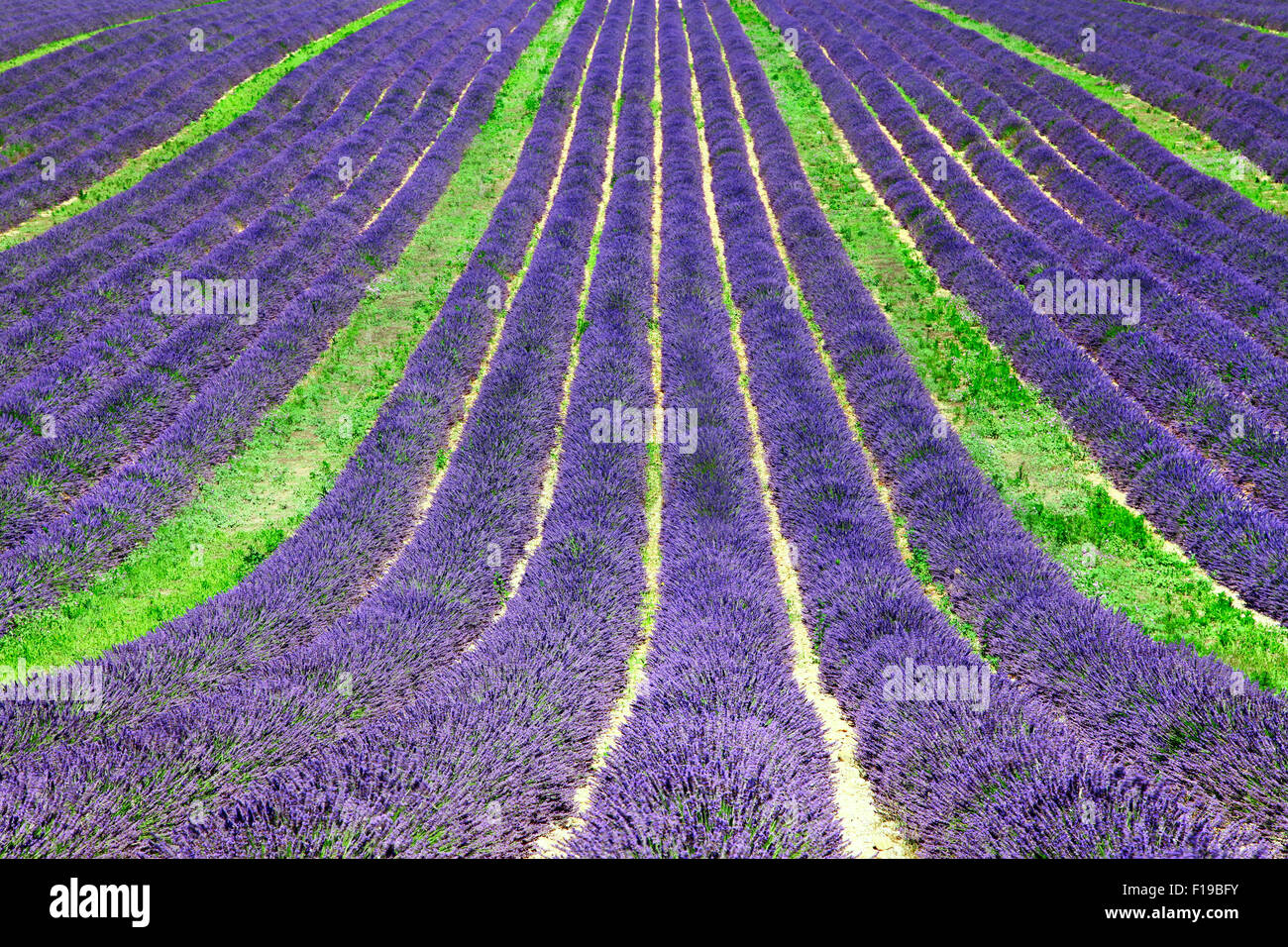 Violet field flowers hi-res stock photography and images - Alamy