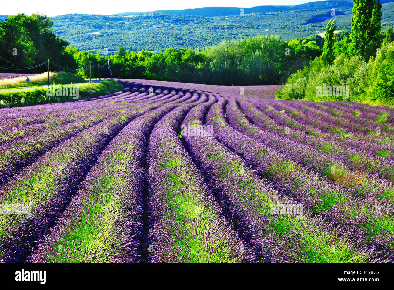 beautiful geometry of blooming lavander rows in Provence. France Stock ...
