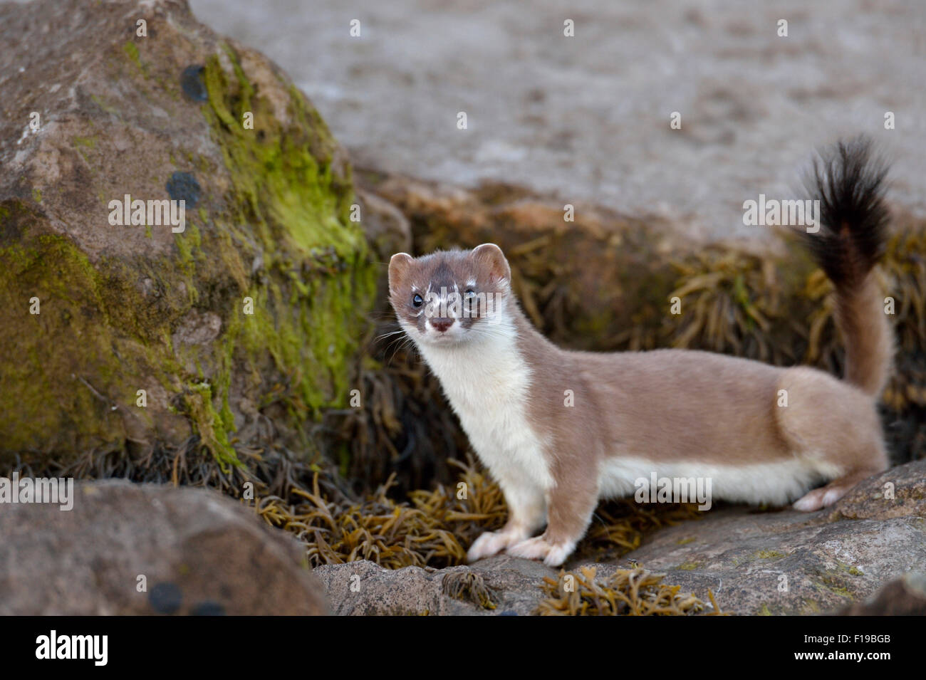 European stoat ermine mustela erminea hi-res stock photography and ...