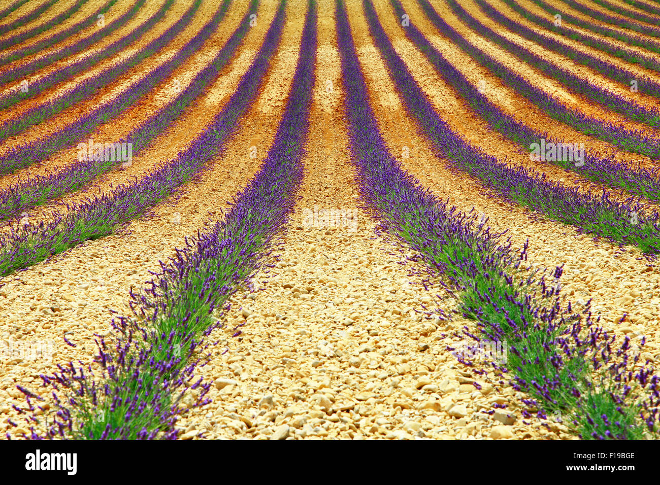Geometry in nature hi-res stock photography and images - Alamy