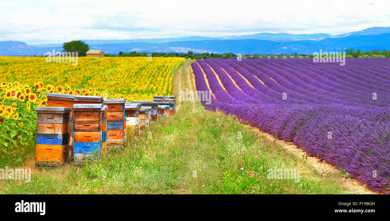 beautiful scenery with lavander and sunflower fields and beehives in ...