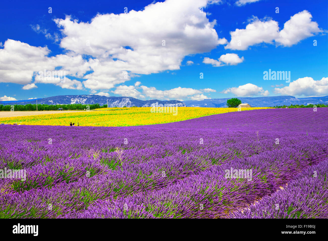 beautiful scenery with lavander and sunflower fields in Provence ...