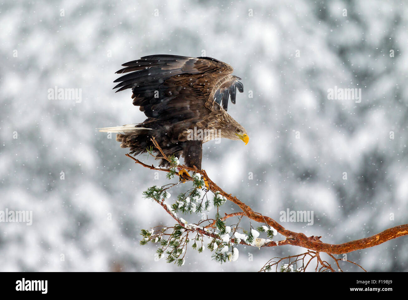 White-tailed Eagle / Sea Eagle / Erne (Haliaeetus albicilla) landing in ...