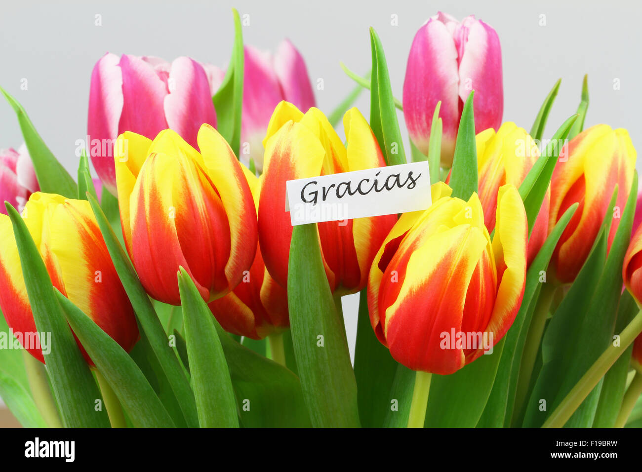 Gracias (which means thank you in Spanish) with colorful tulips Stock ...