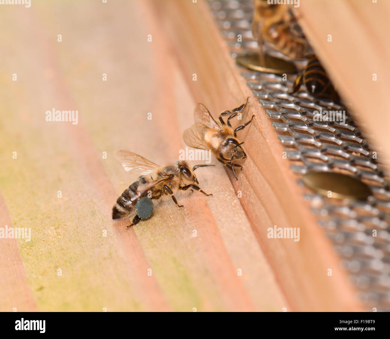 Different coloured pollen hi-res stock photography and images - Alamy