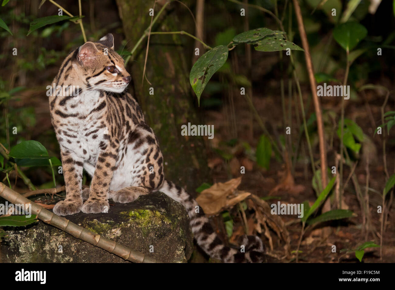 An ocelot, or small wild cat, sits on a rock looking into the distance ...