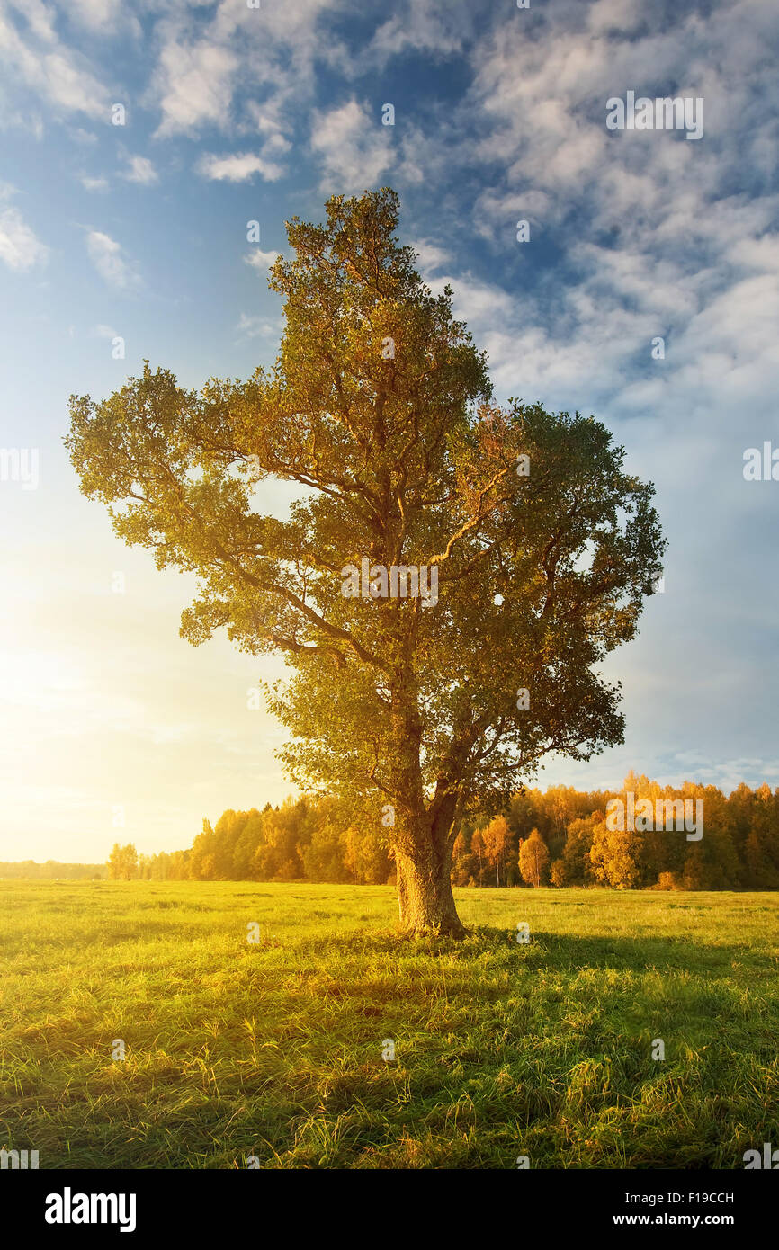 Lonely tree on the field in autumn in the morning Stock Photo - Alamy