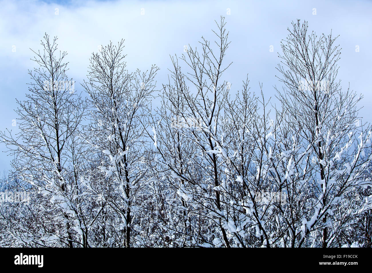 Snow-covered trees in winter Stock Photo - Alamy