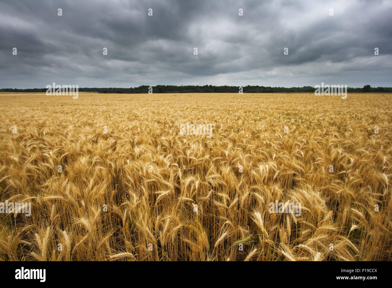 wideangle wheat field with cloudy sky Stock Photo - Alamy