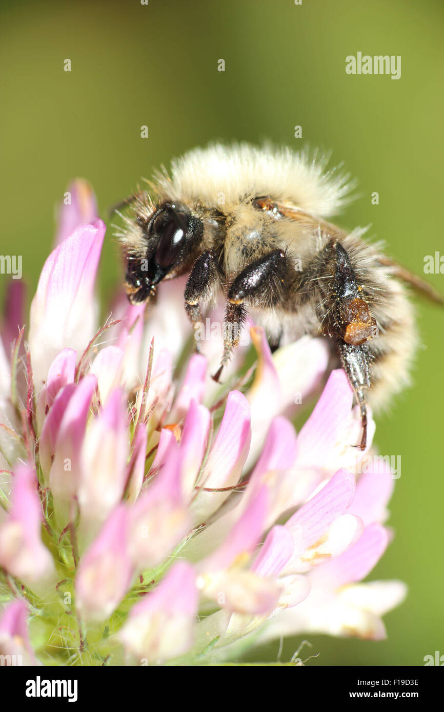 Wildflower insect hi-res stock photography and images - Alamy