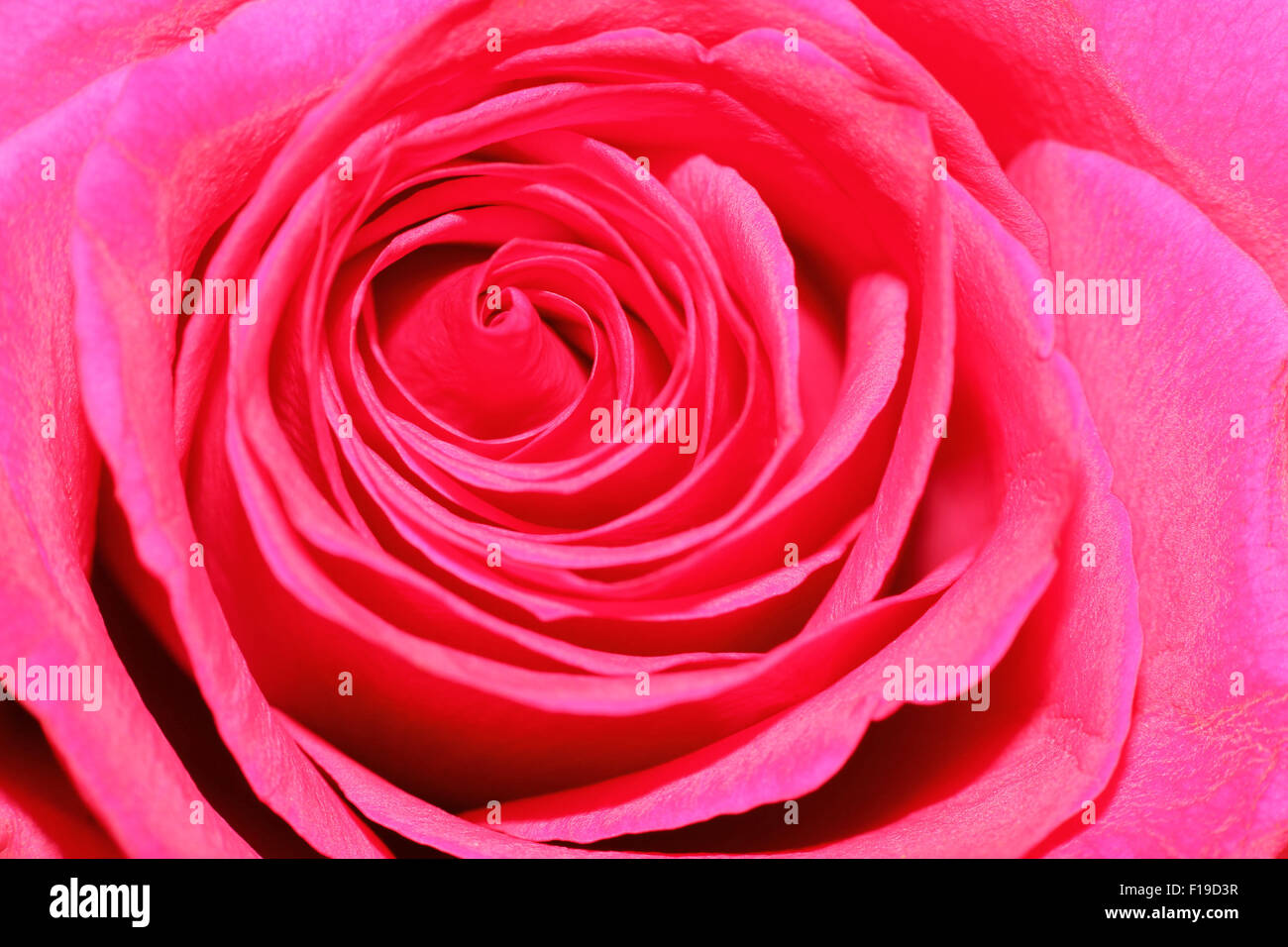 Pink rose head hi-res stock photography and images - Alamy