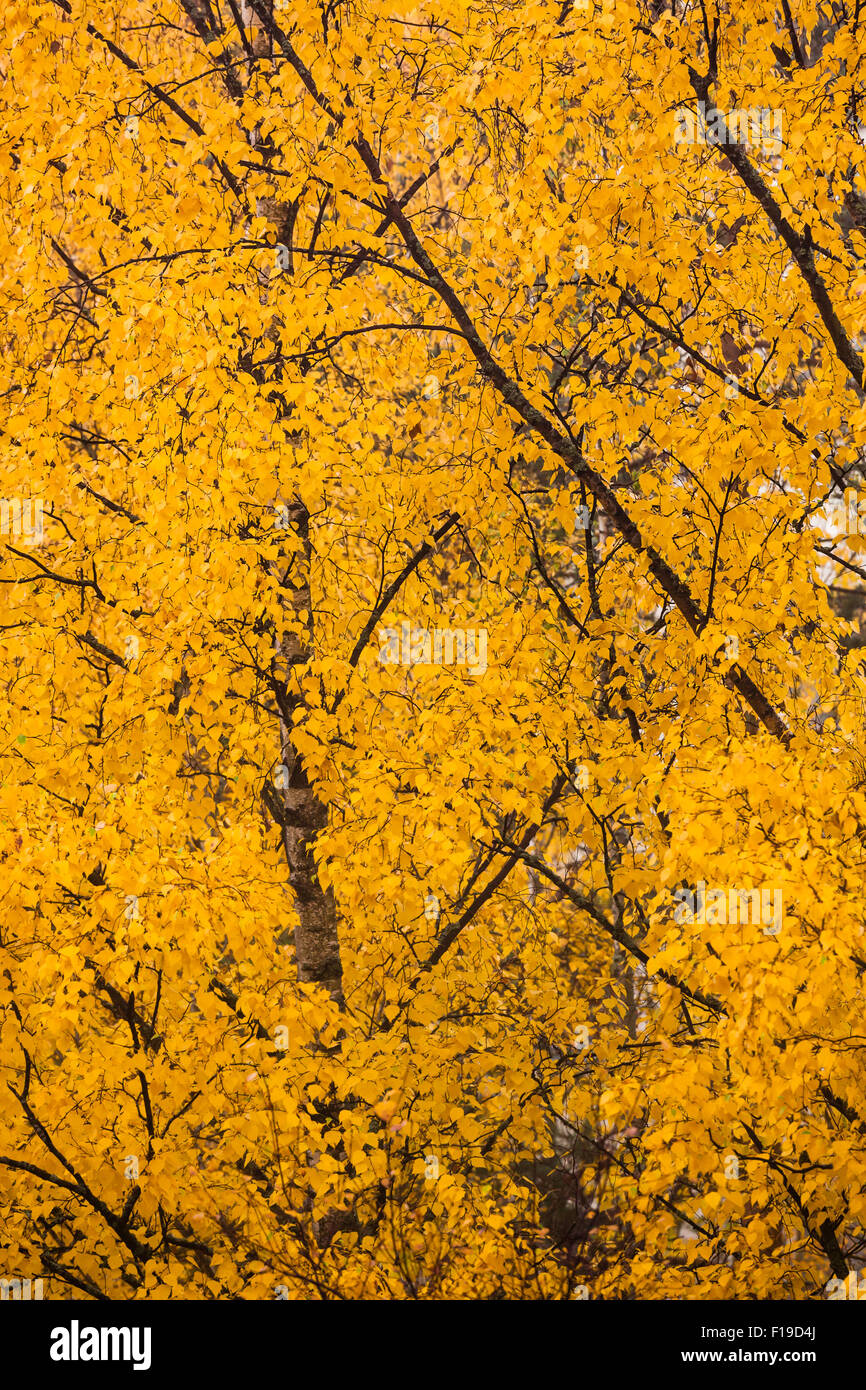 Yellow birch foliage at autumn Stock Photo - Alamy