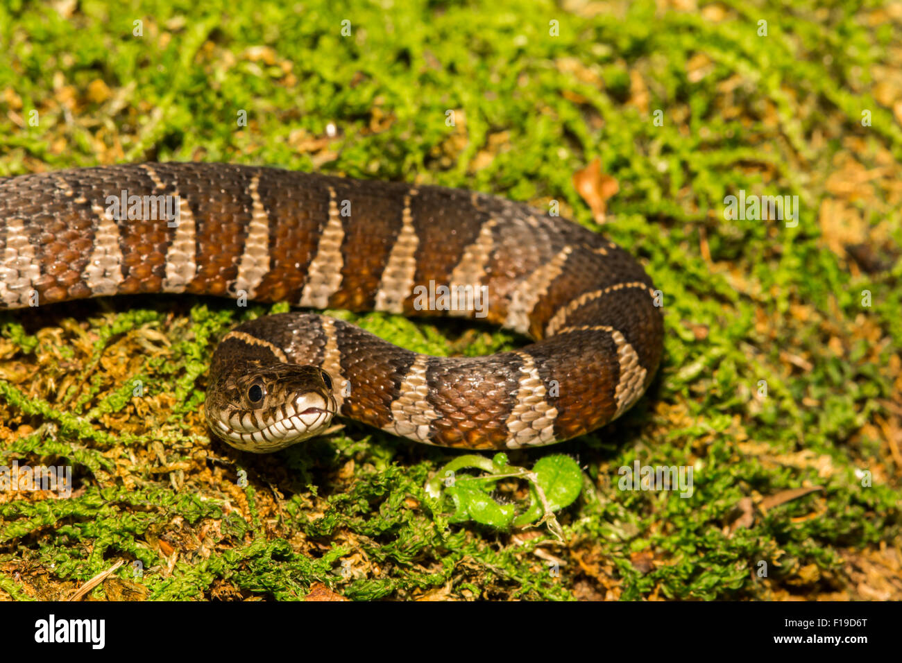 Watersnake hi-res stock photography and images - Alamy