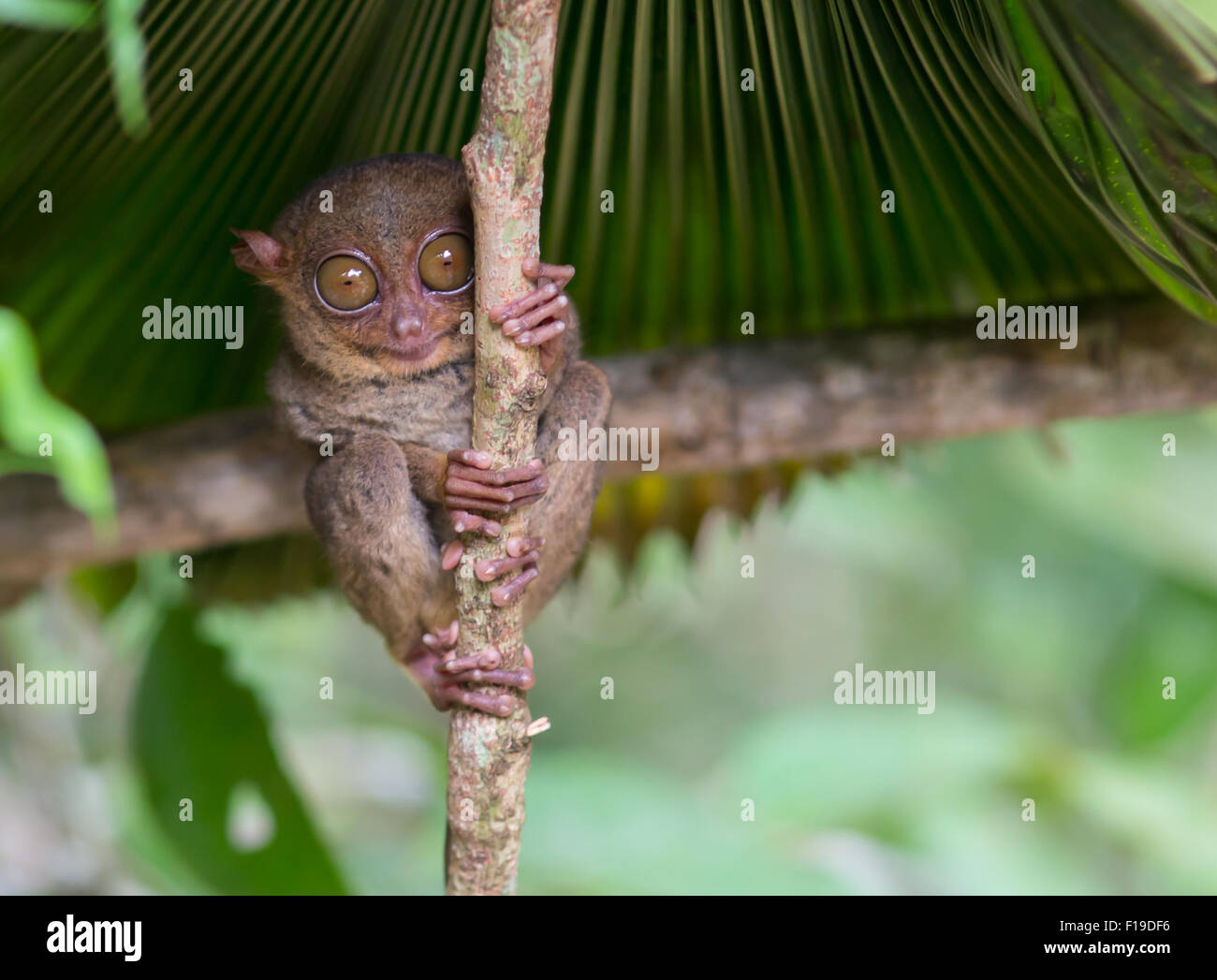 Smiling cute tarsier sitting on a tree, Bohol island, Philippines Stock ...