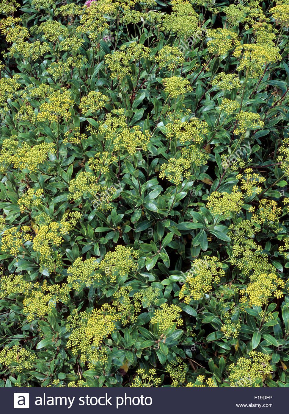 Bupleurum High Resolution Stock Photography and Images - Alamy