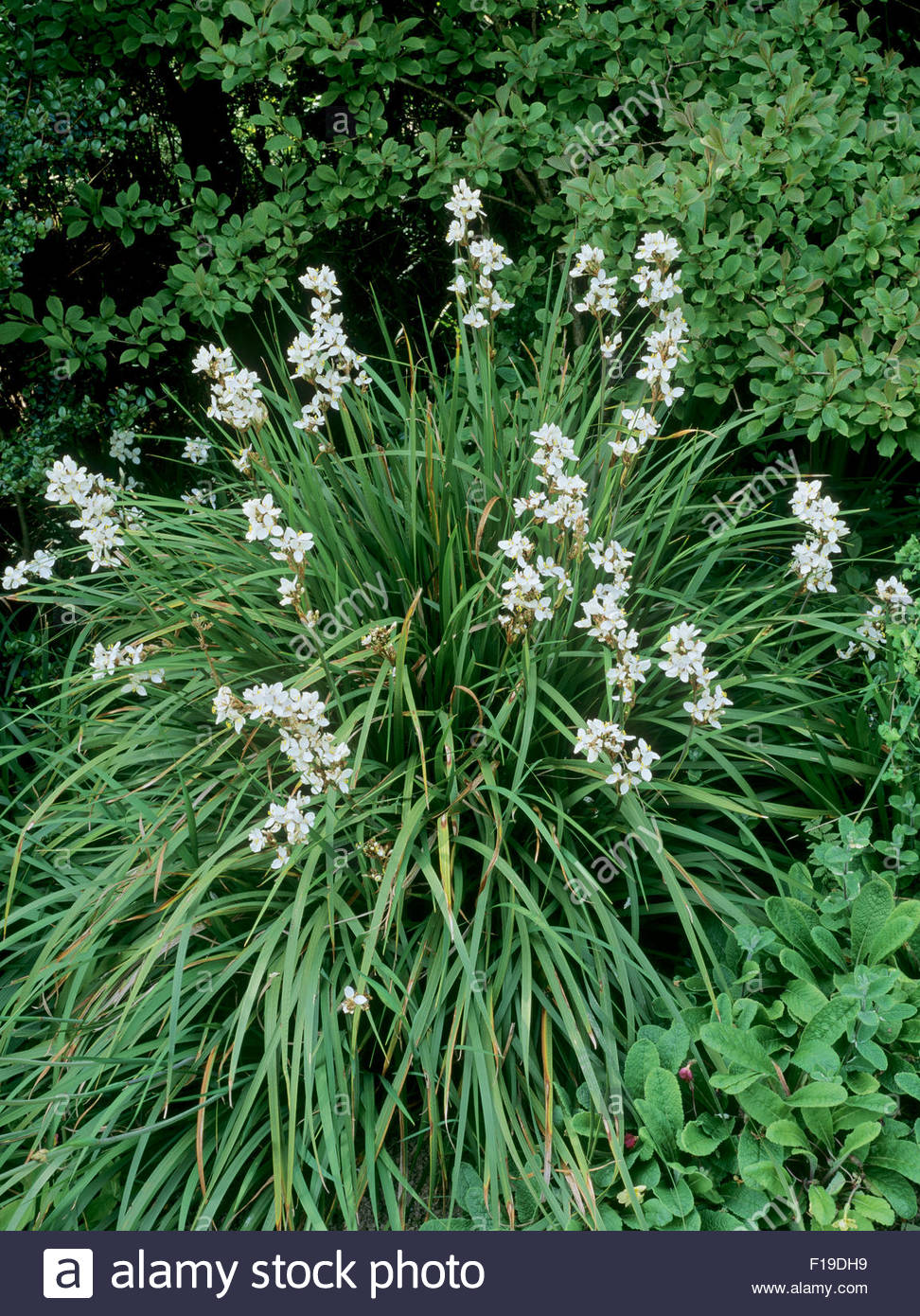 Libertia Grandiflora High Resolution Stock Photography and Images - Alamy