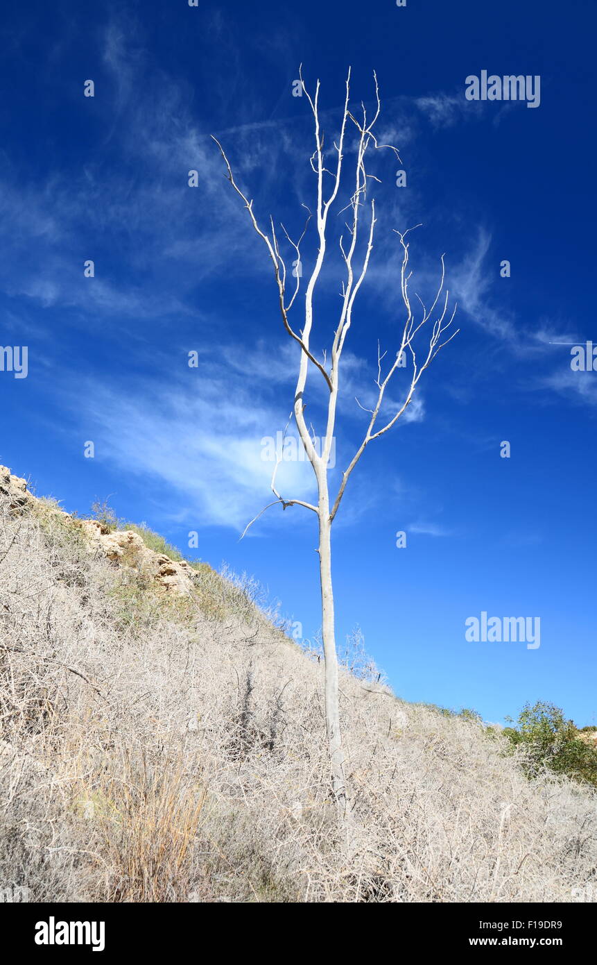 Drought Hit Trees Stock Photo - Alamy