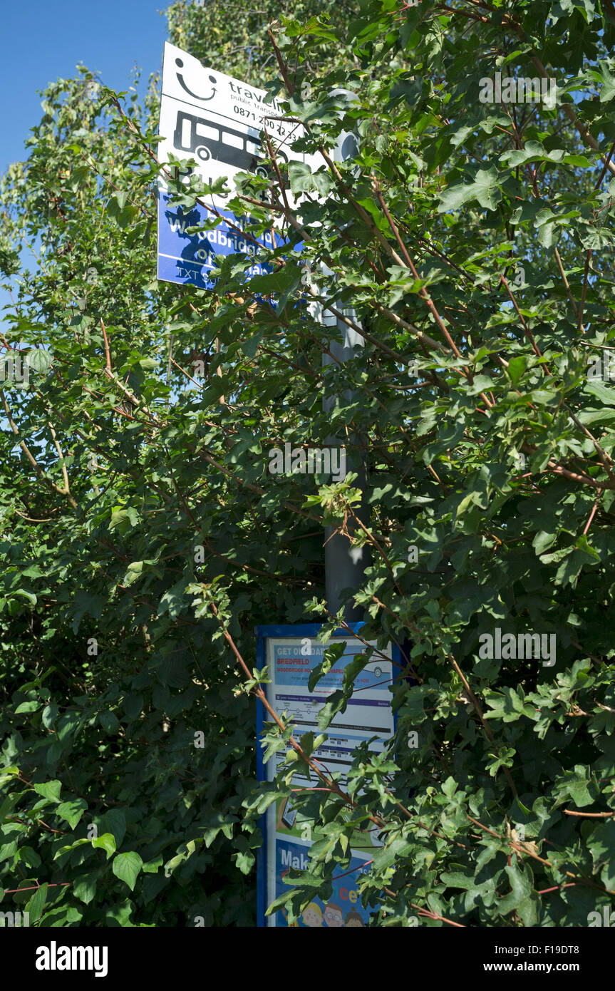 Overgrown hedges hi-res stock photography and images - Alamy