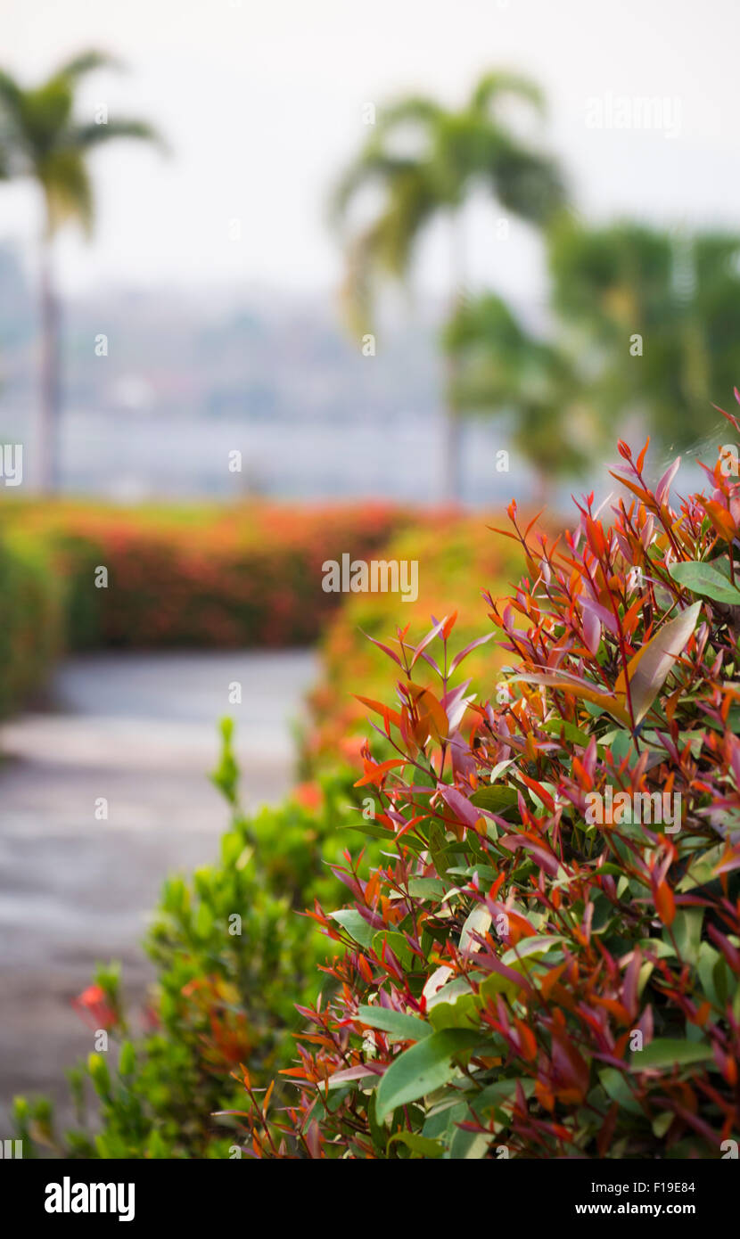 Blurry garden path Stock Photo - Alamy