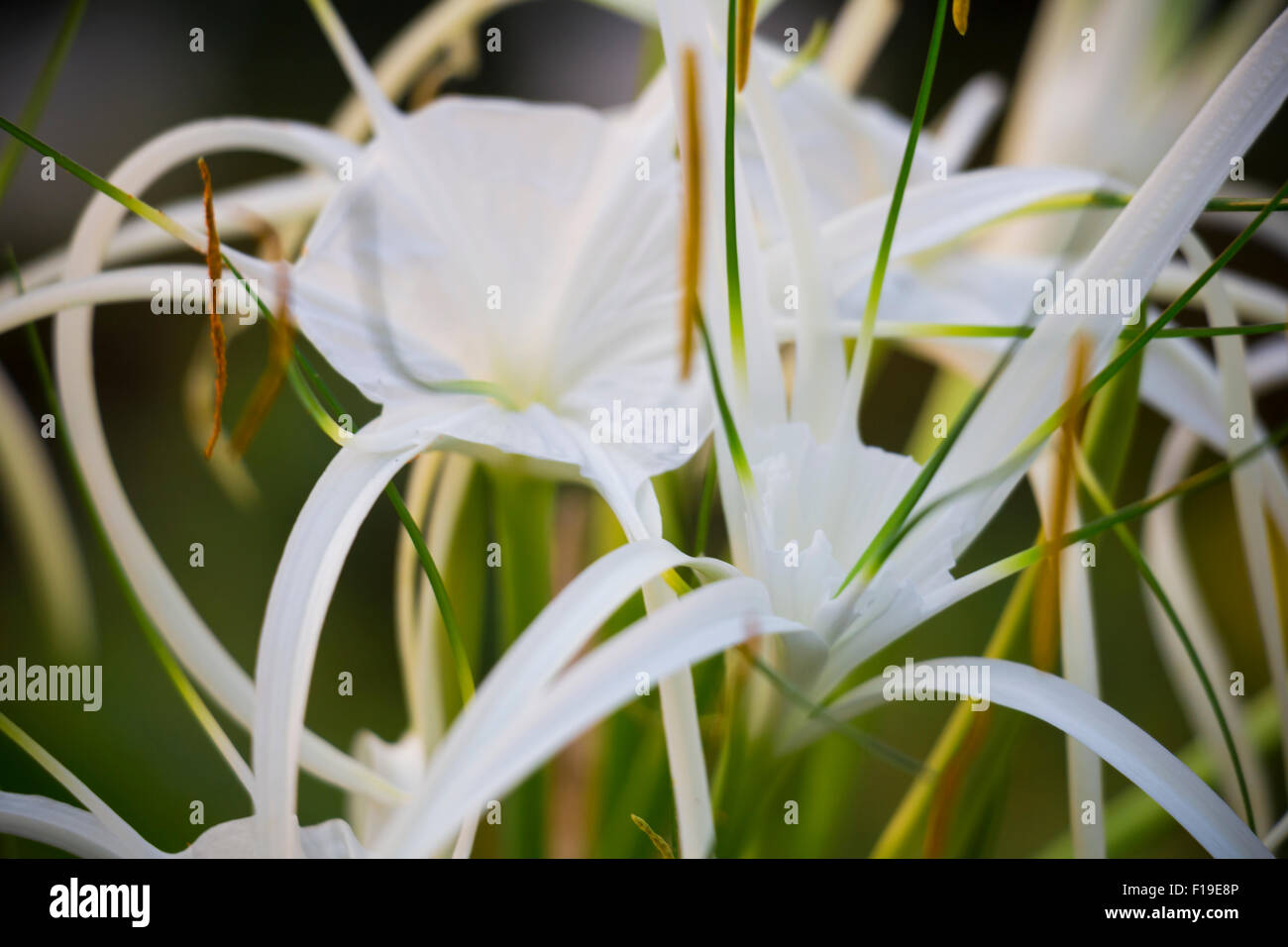 Crinum flowers on green leaf background,Selective focus Stock Photo - Alamy