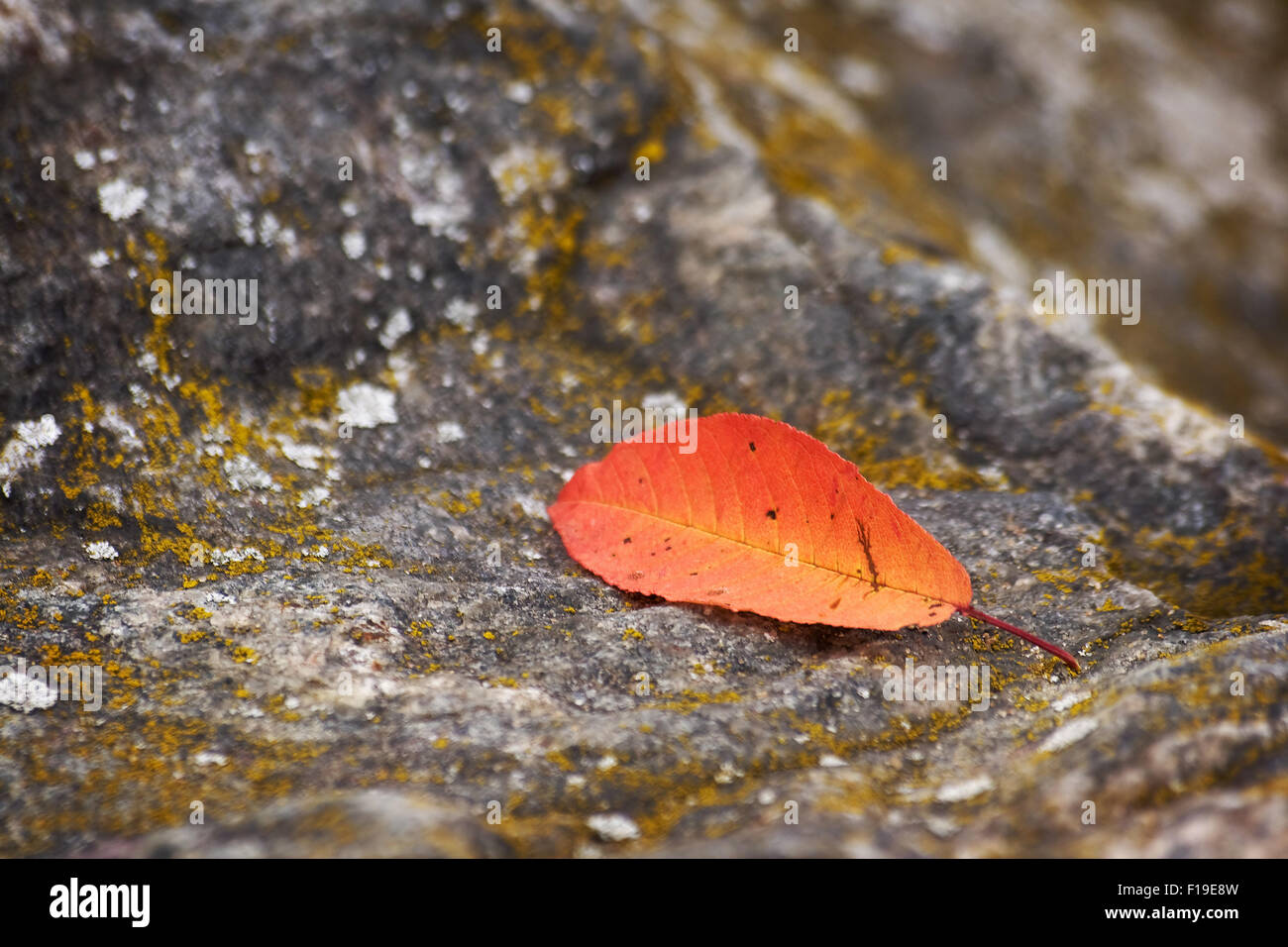 fallen leaf on the stone Stock Photo - Alamy