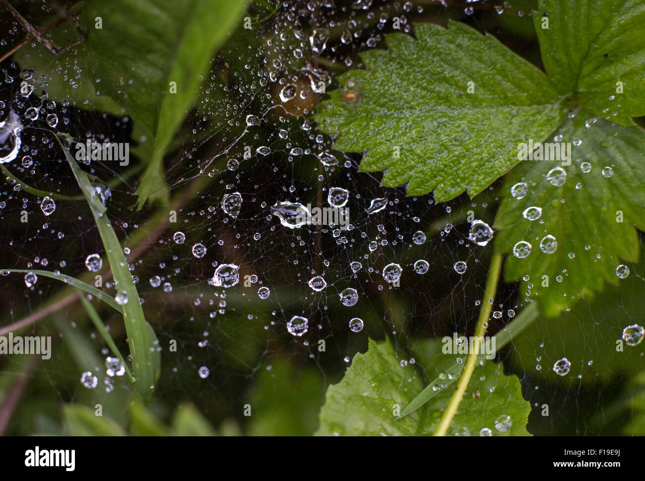 spider web with droplets close-up Stock Photo - Alamy