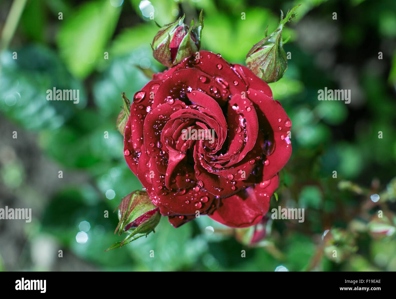 close up macro view of red rose petals Stock Photo - Alamy