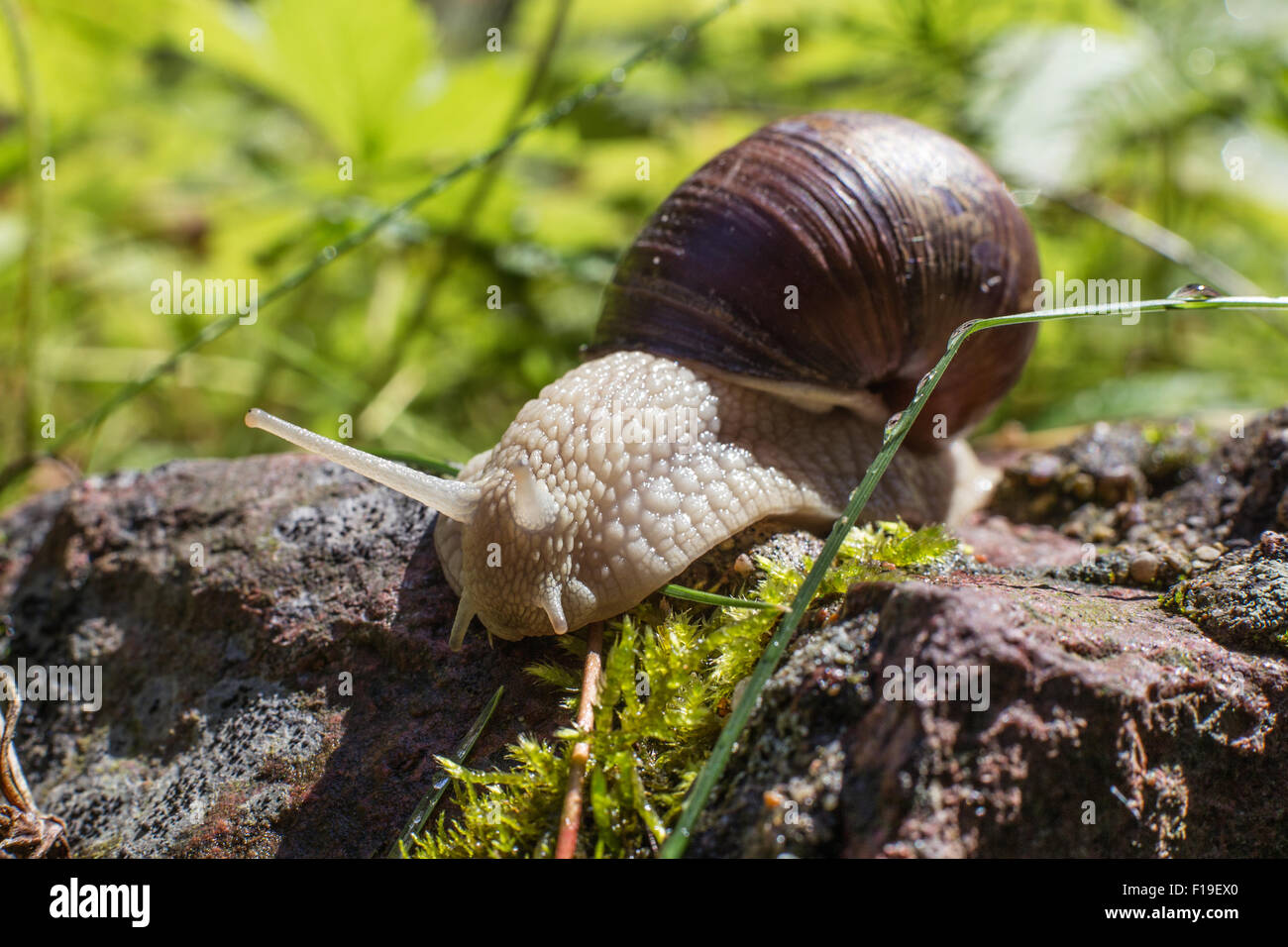 big snail close-up in the forest Stock Photo - Alamy