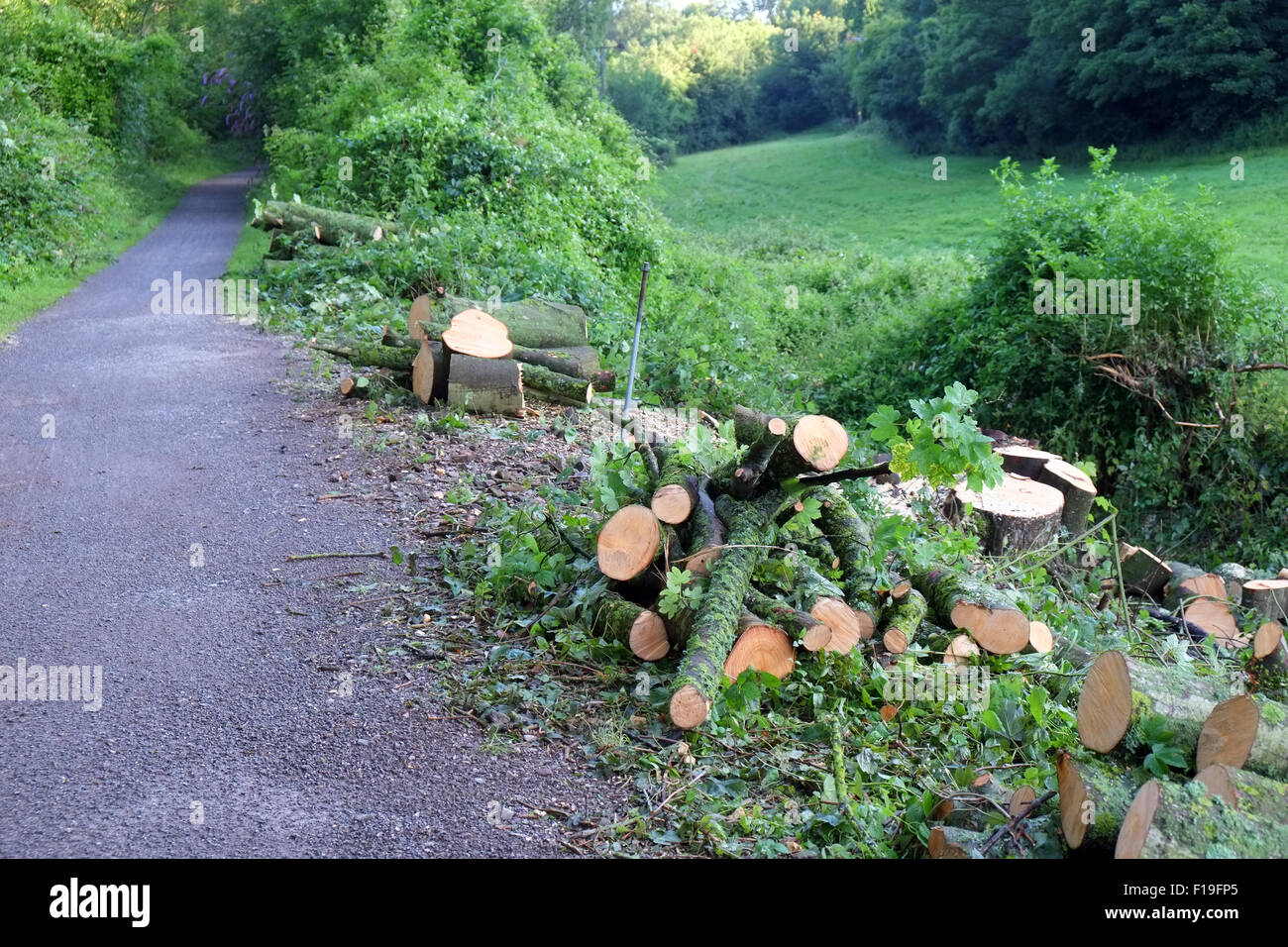 Clearing the cycle track, cut trees beside the tail in Rural Somerset ...