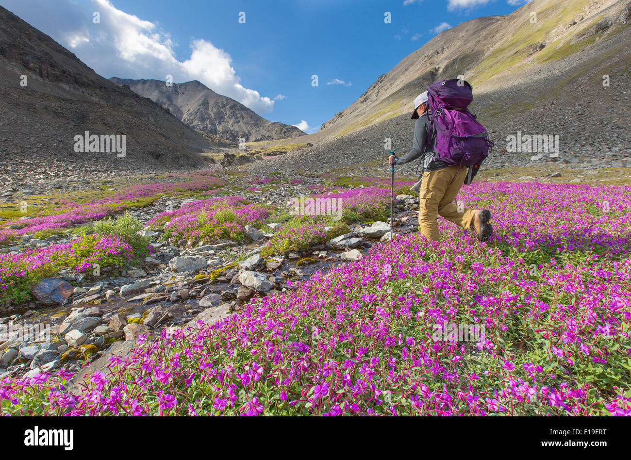 A hiker explores alpine wildflower fields near the Bremner River at ...