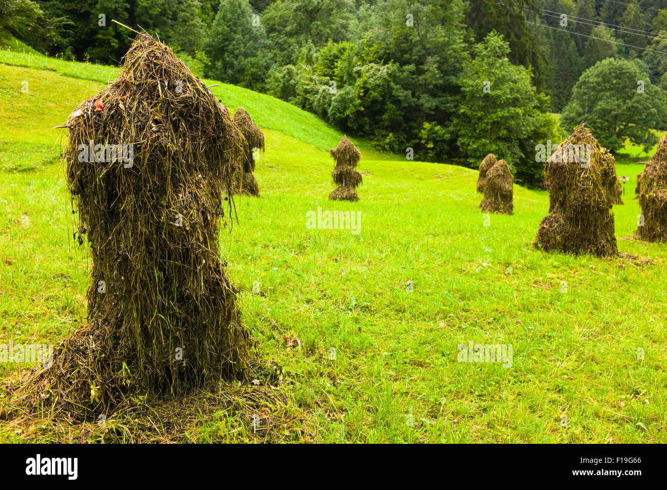 Haystacks drying hi-res stock photography and images - Alamy