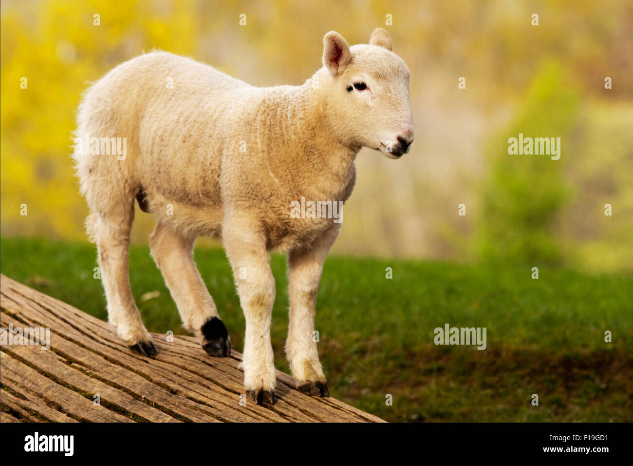 English Lamb. A young lamb beside Derwentwater, Cumbria in the English ...