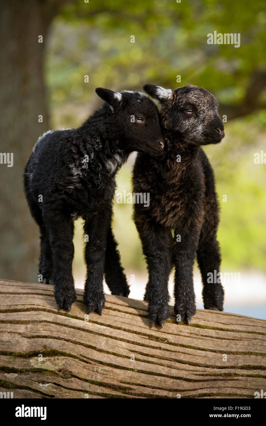 Two Sheep In Love