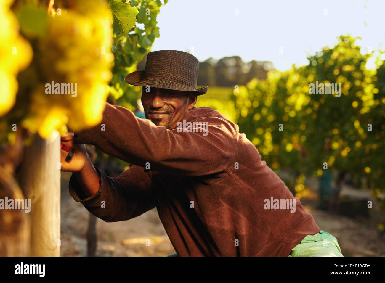 Portrait of african vineyard worker wearing hat working in vineyard ...