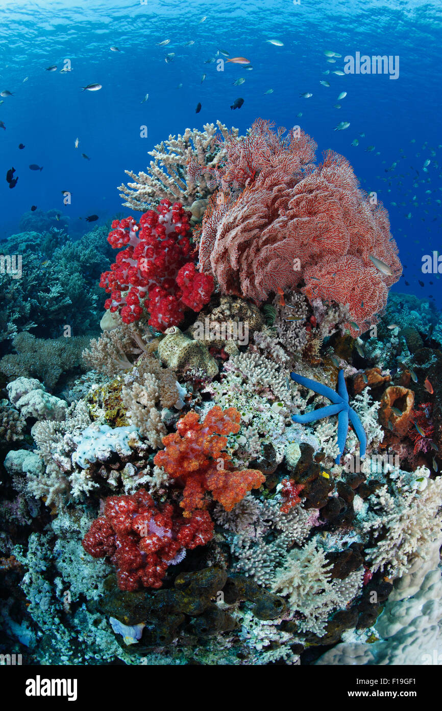 Sponges and corals reefs hi-res stock photography and images - Alamy