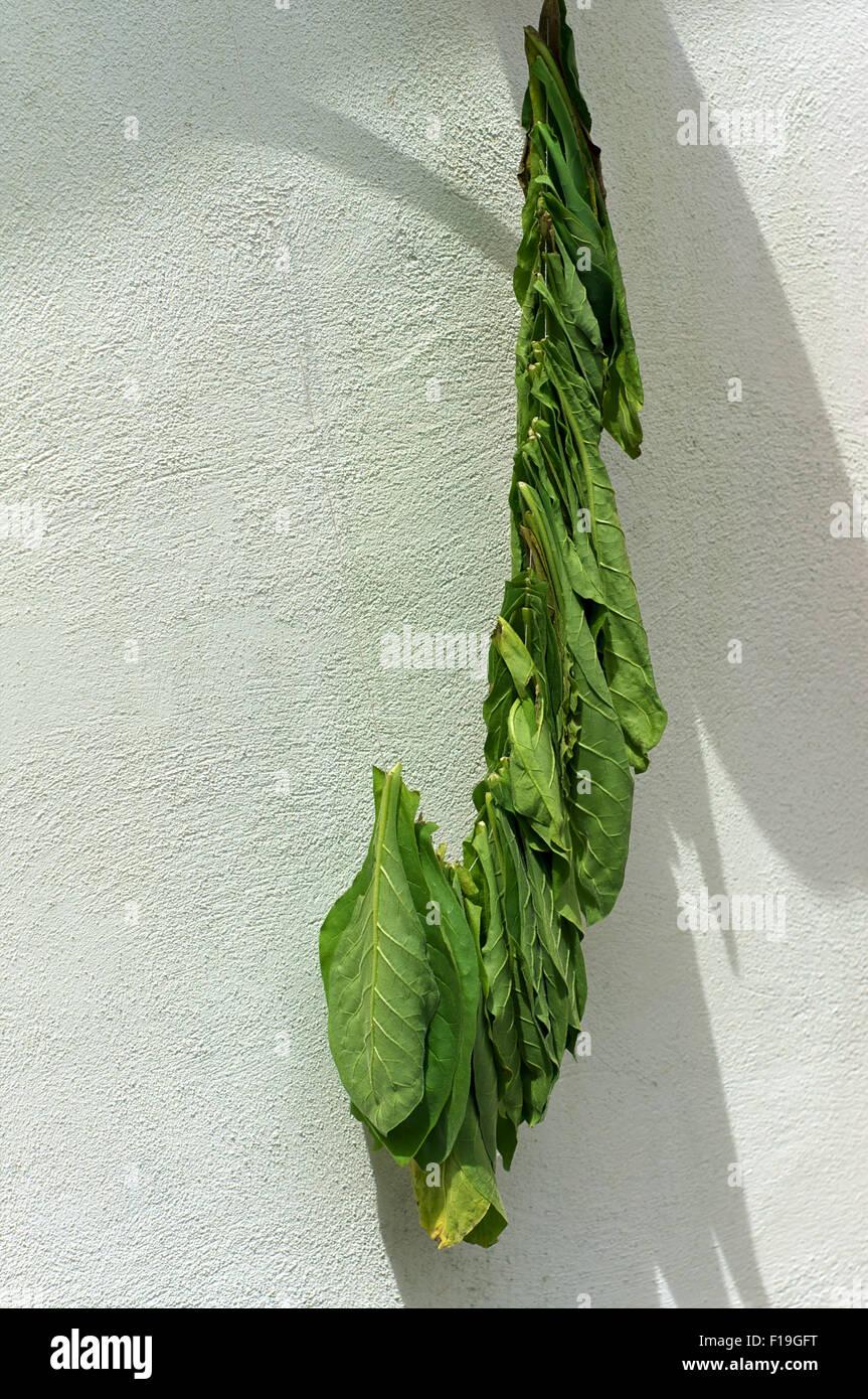 Tobacco sun curing hi-res stock photography and images - Alamy