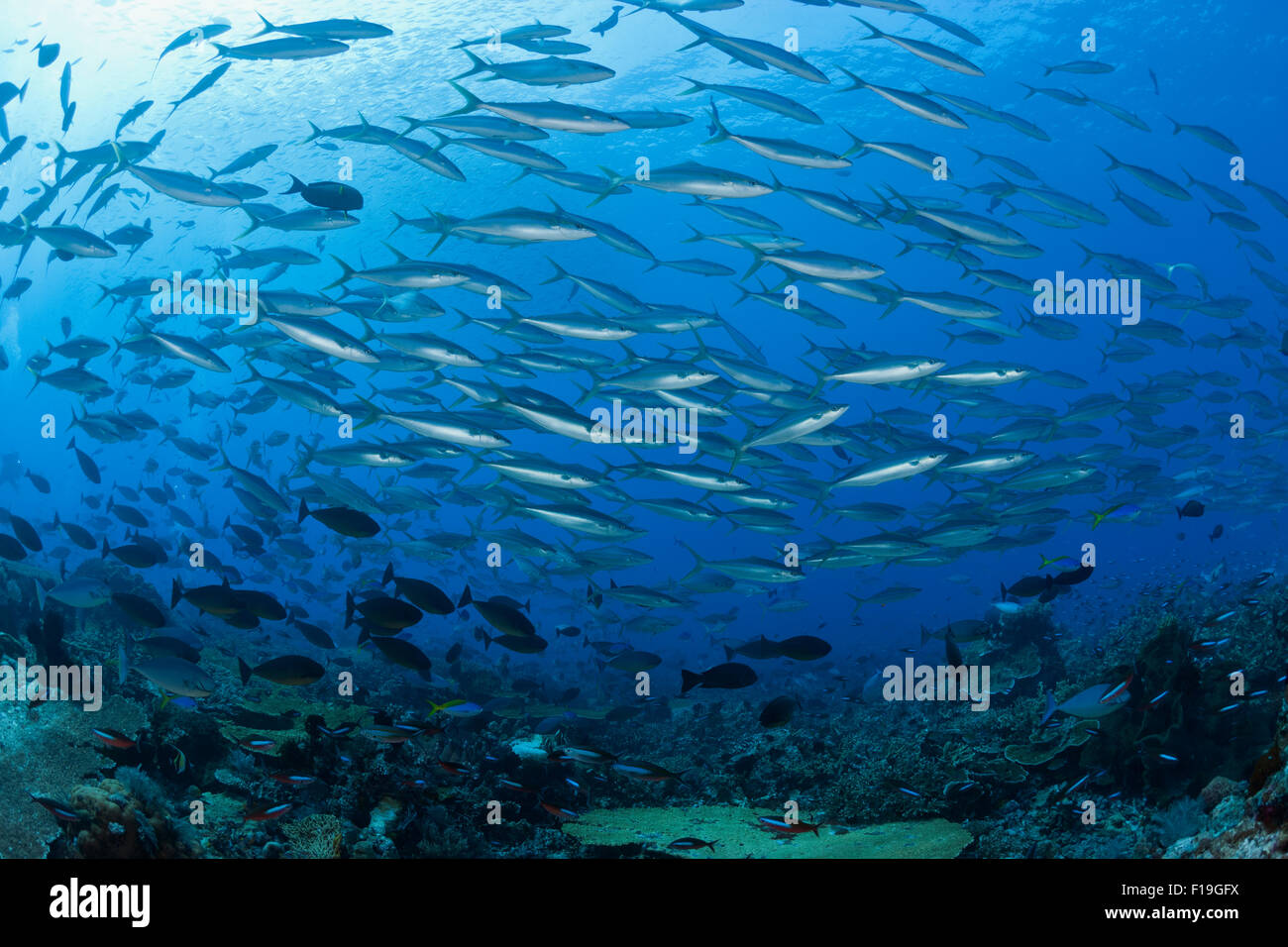 Indian runners hi-res stock photography and images - Alamy