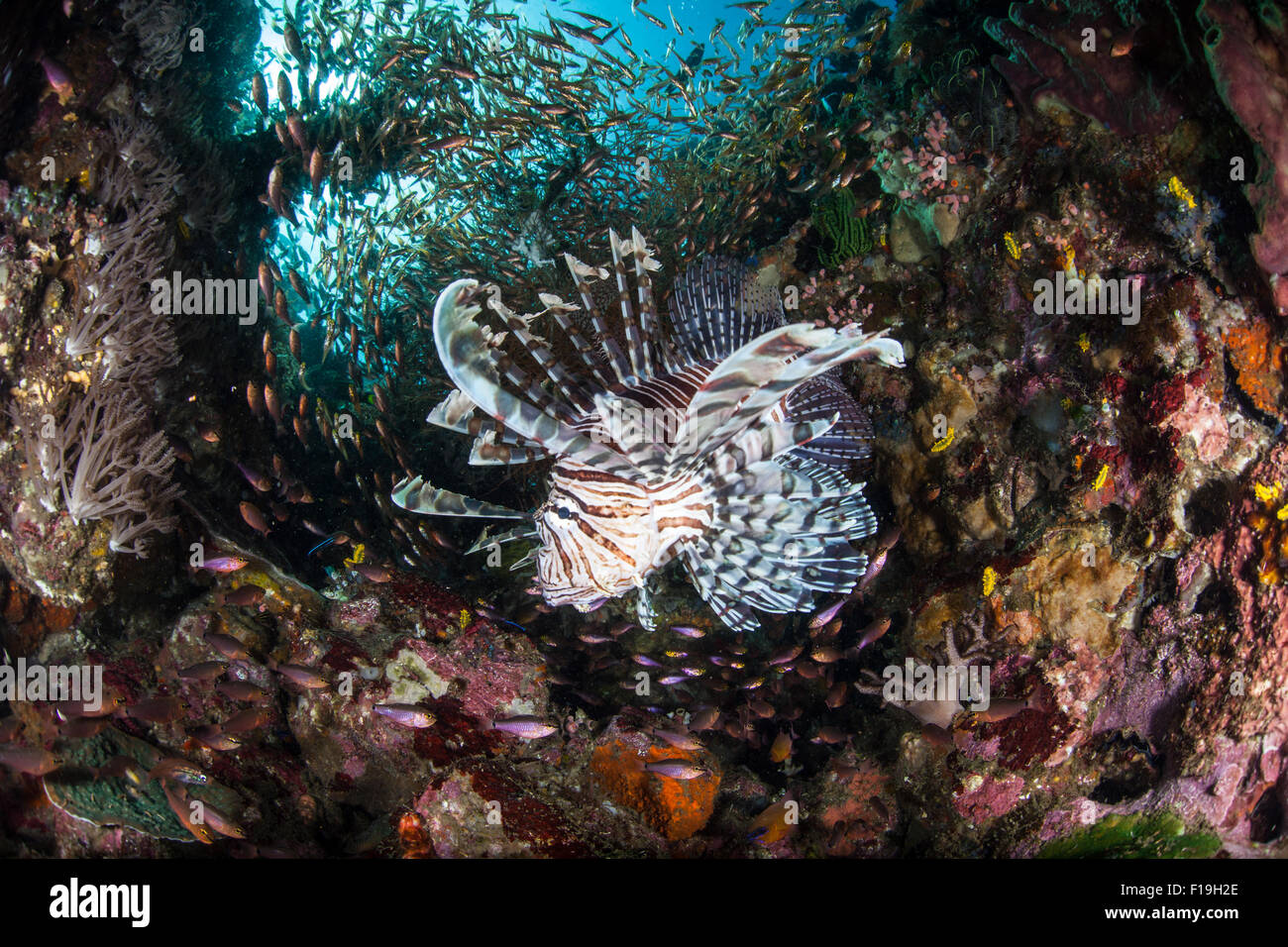 A lionfish hunts for small fish on a coral reef in Horseshoe Bay ...