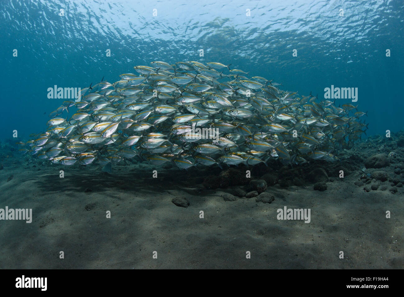 Tropical fish indonesia hi-res stock photography and images - Alamy