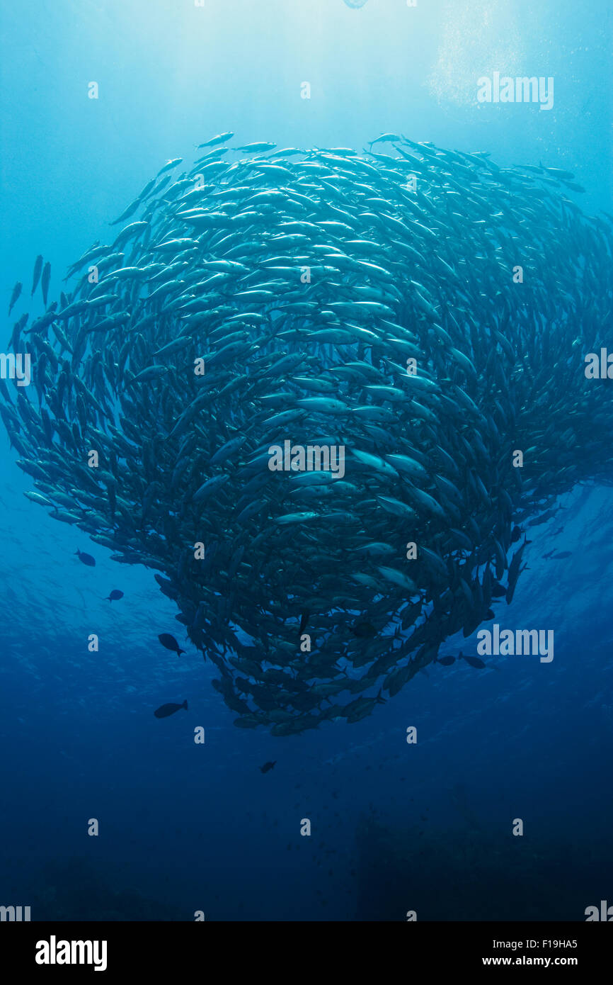 px1023-D. Bigeye Jacks (Caranx fasciatus) schooling. Indonesia ...