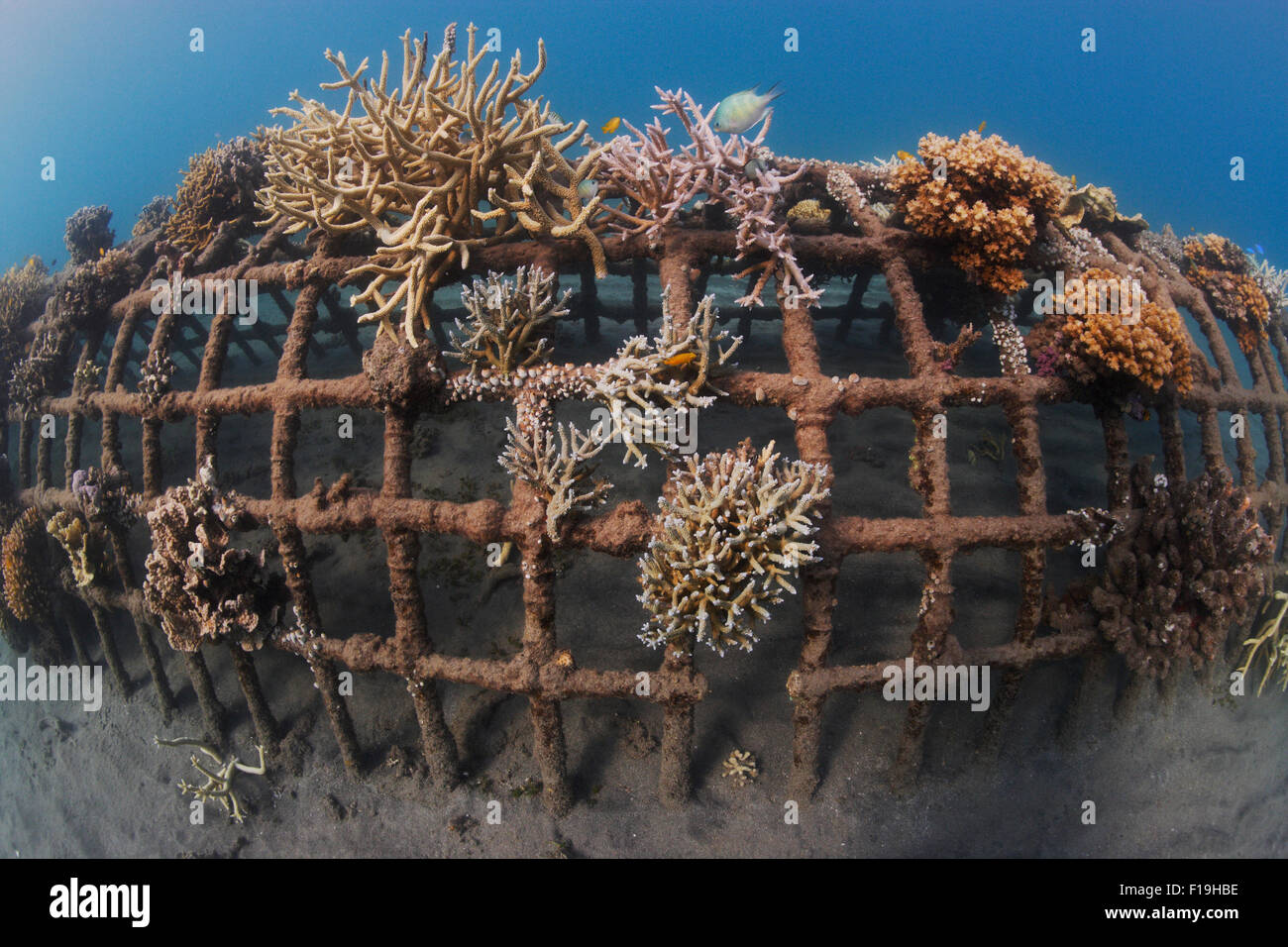px1311-D. An artificial reef in Permuteran Bay on the island of Bali in ...