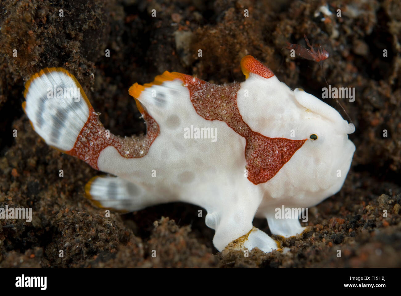 px8480-D. Clown (also called Warty) Frogfish (Antennarius maculatus ...