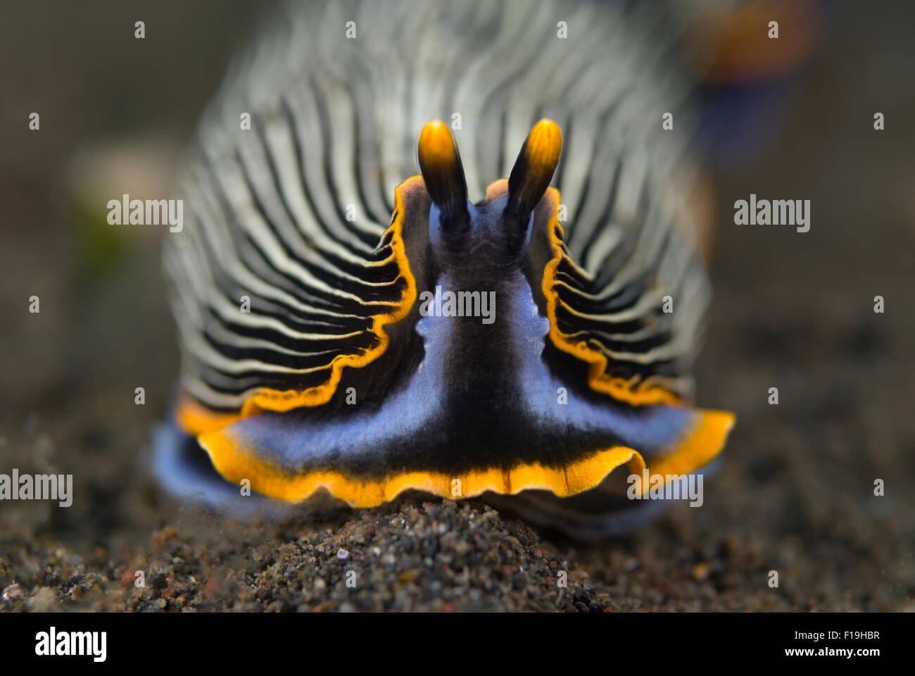 Sea slug hi-res stock photography and images - Alamy