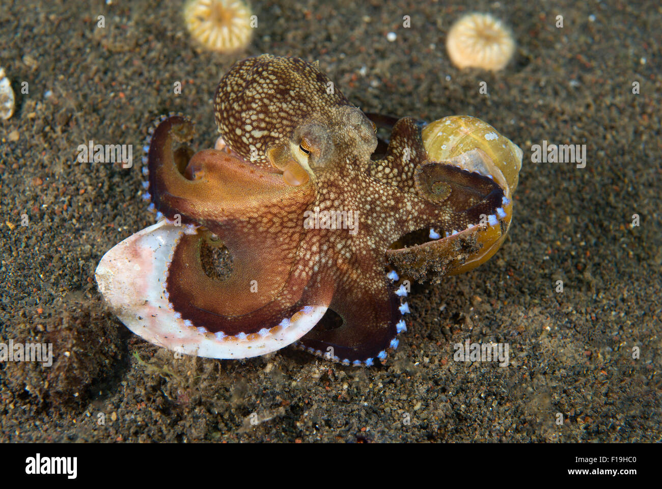 px8650-D. A juvenile Veined Octopus (Amphioctopus marginatus) walking ...