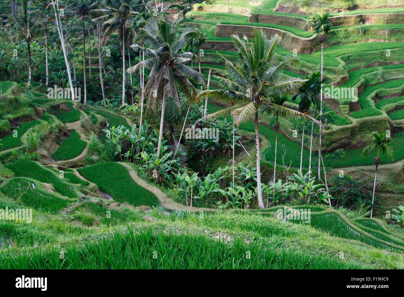 Rice terraces with palm trees hi-res stock photography and images - Alamy